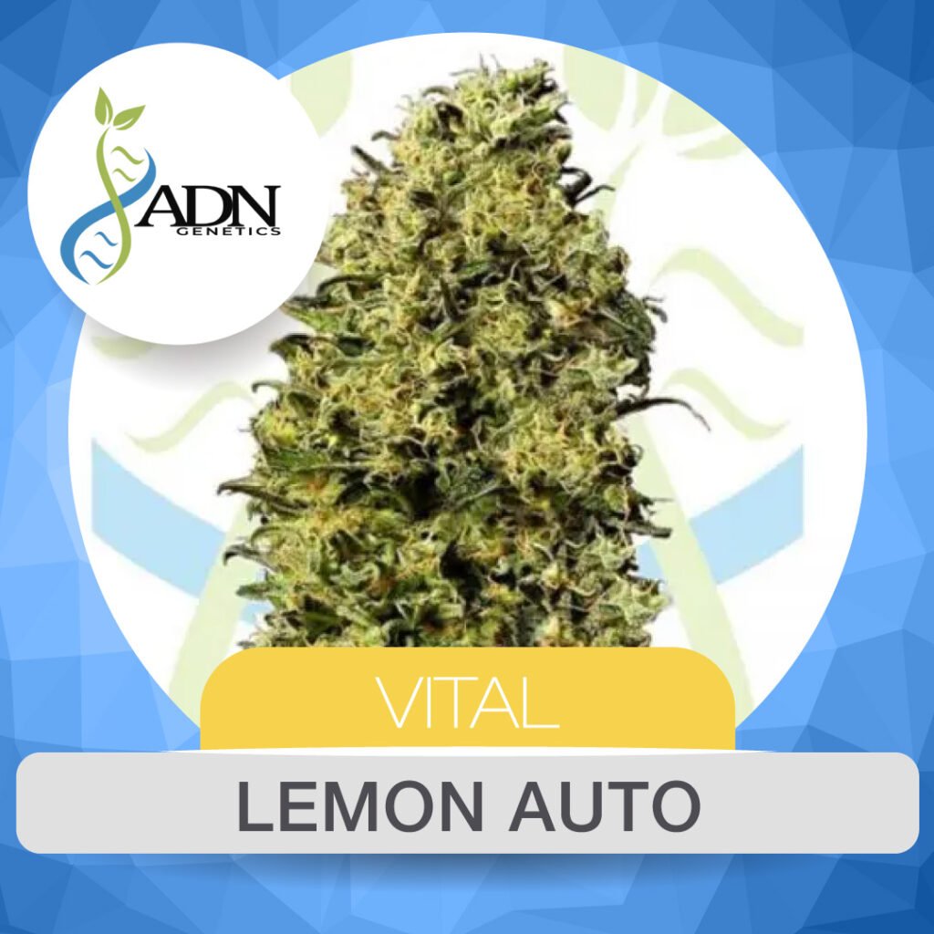 Lemon Auto – ADN Seeds - Mariseeds