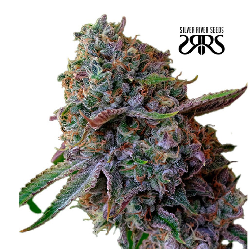 4K Fem – Silver River Seeds x5 - Mariseeds