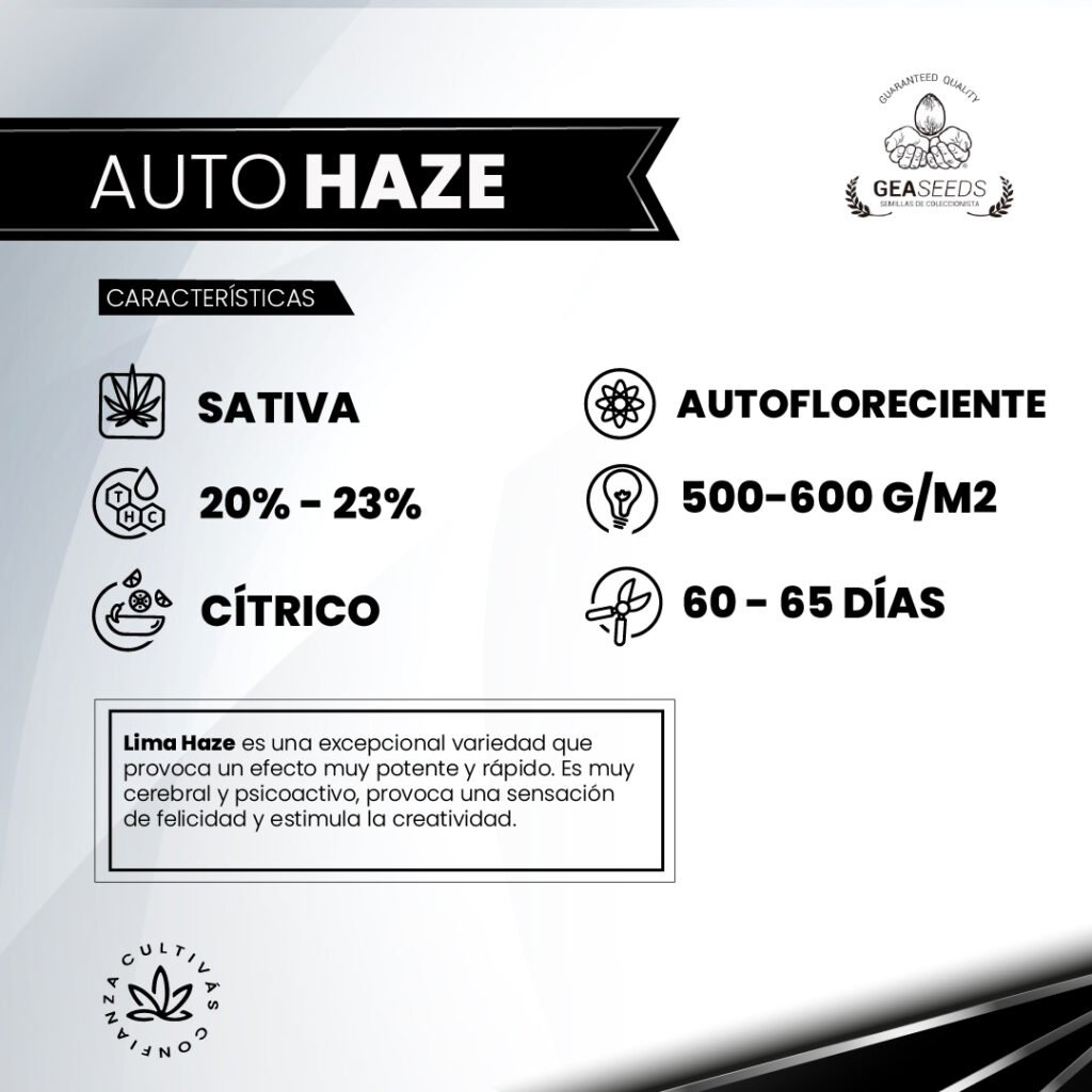 Auto Haze – Gea Seeds - Mariseeds