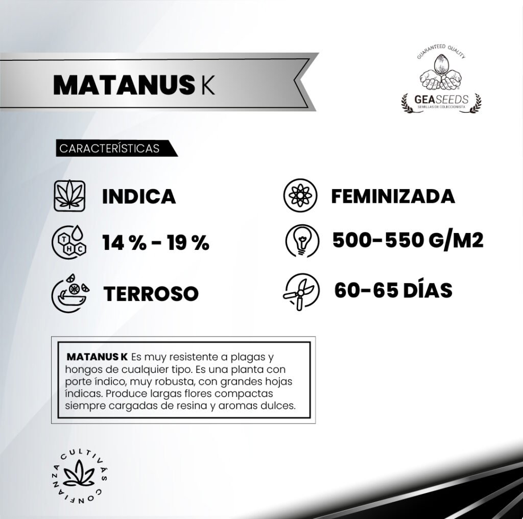 Matanus-k Fem – Gea seeds - Mariseeds