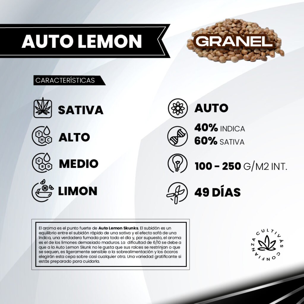 Lemon Auto 3+1 – Granel - Mariseeds
