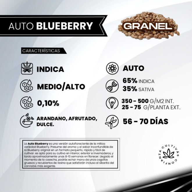 Auto Blueberry – Granel - Mariseeds