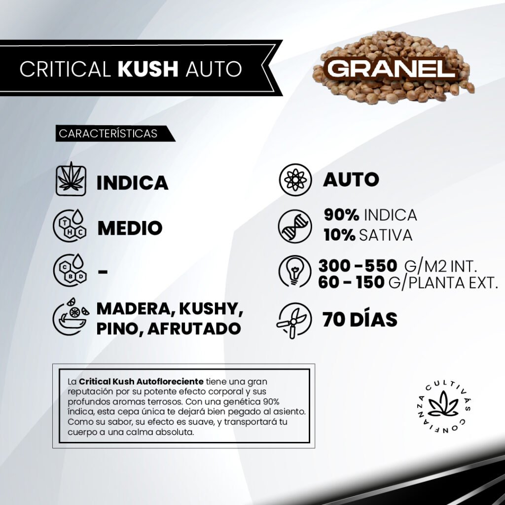 Critical kush Auto – Granel - Mariseeds