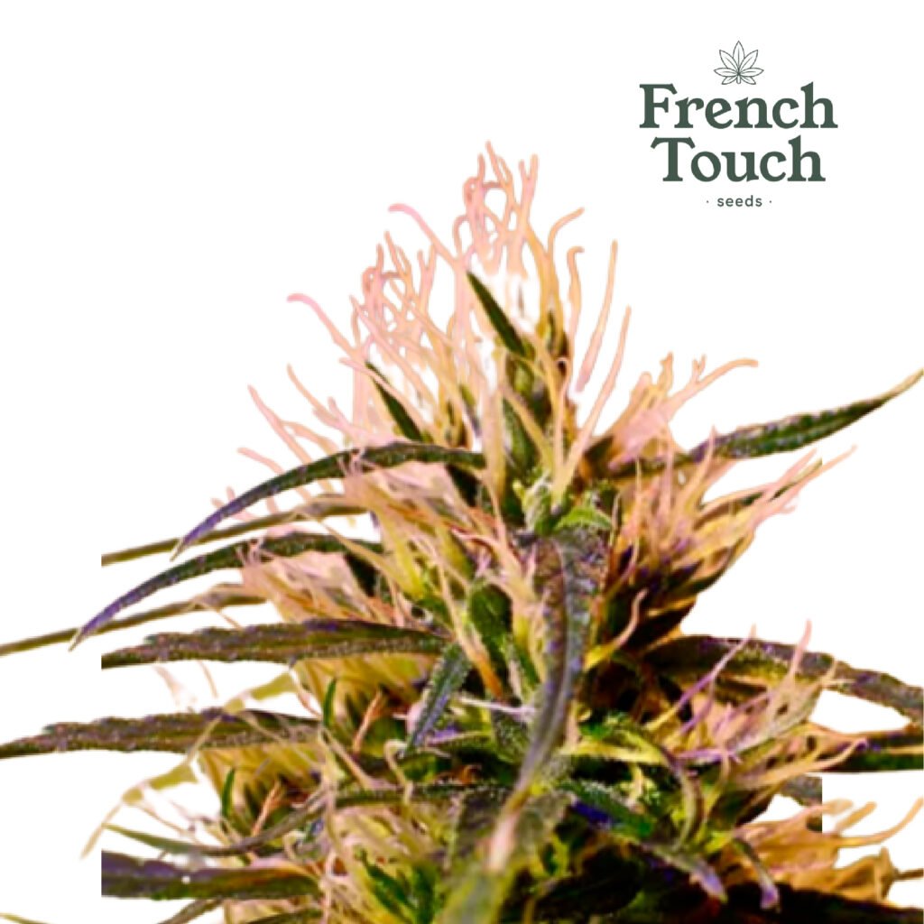 Beldia Regular Landrace – French Touch Seeds x5 - Mariseeds