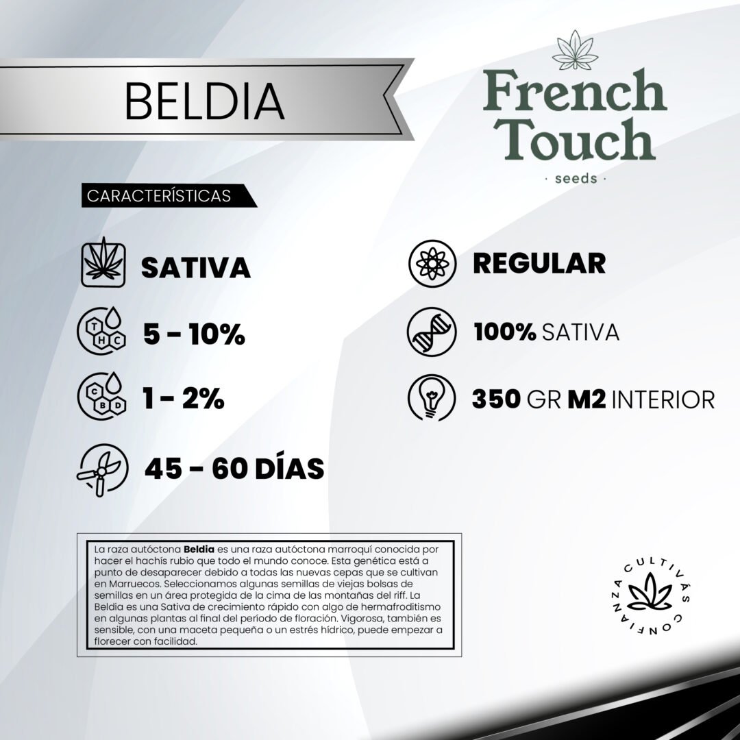 Beldia Regular Landrace – French Touch Seeds x5 - Mariseeds