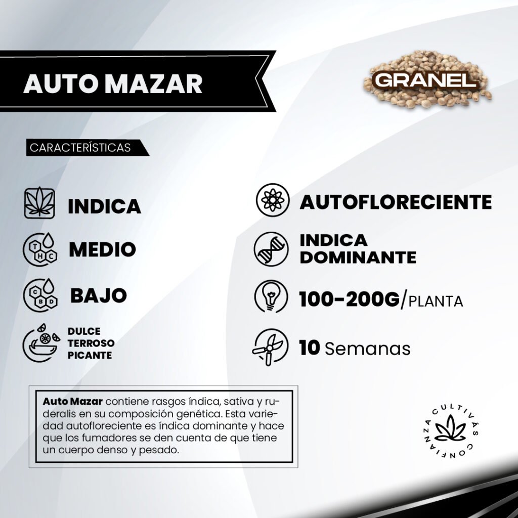 Auto Mazar – Granel - Mariseeds